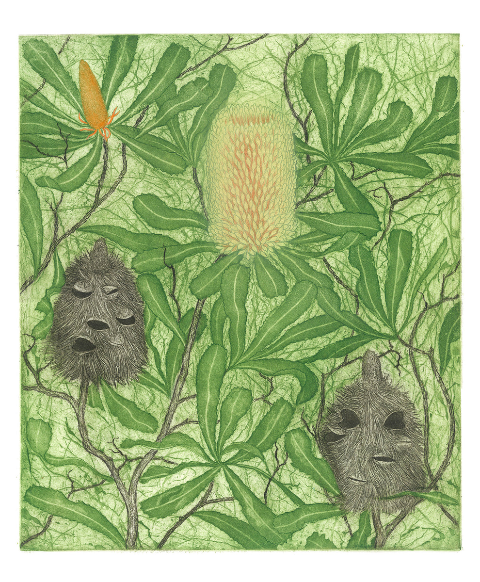 Banksia serrata – Joseph Austin Artist