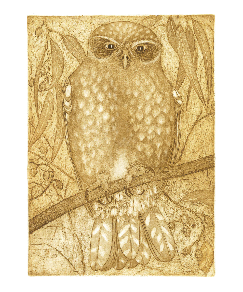 Boobook Owl – Joseph Austin Artist